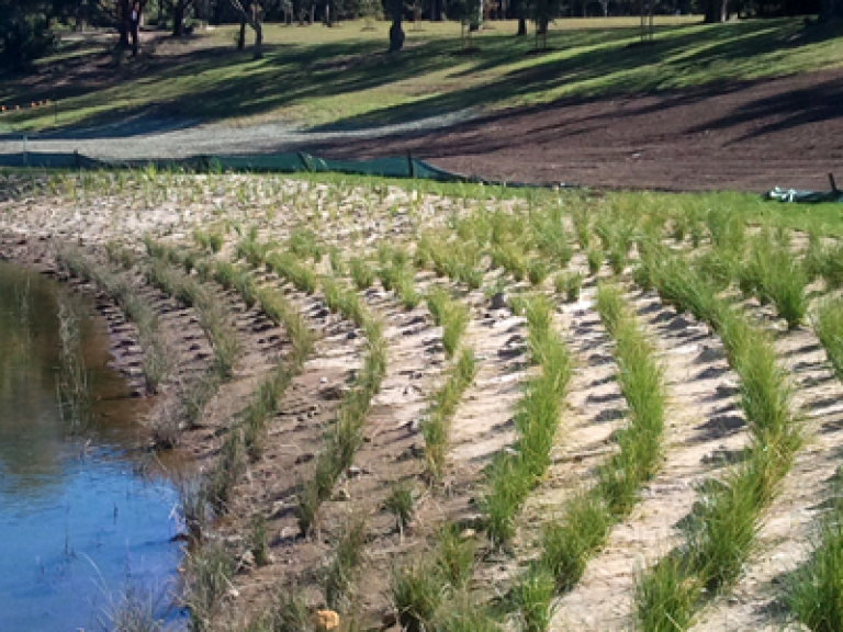 Brisbane Hydromulching & Turf | Revegetation & Rehabilitation
